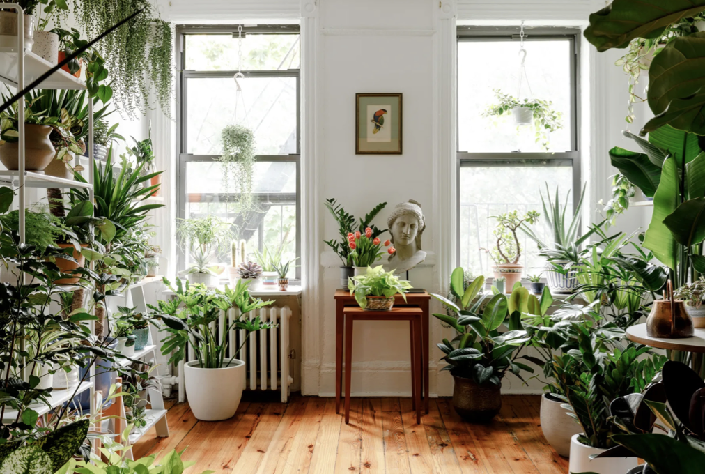 Plant care 101: Channeling your inner plant parent – THE HERALD